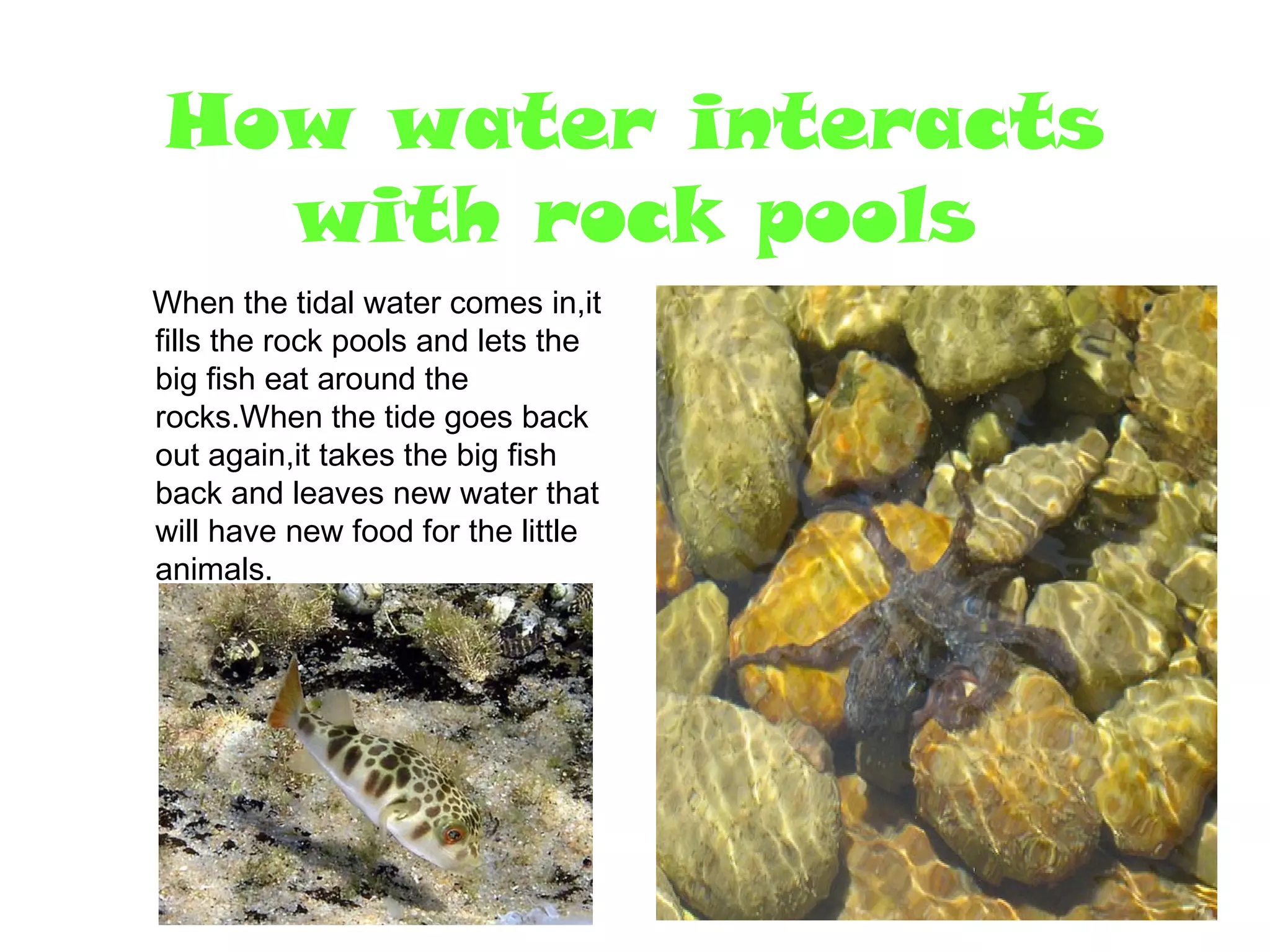 Rock pools | PPT