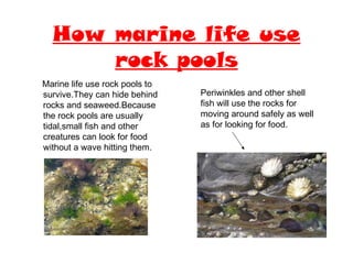 Rock pools | PPT