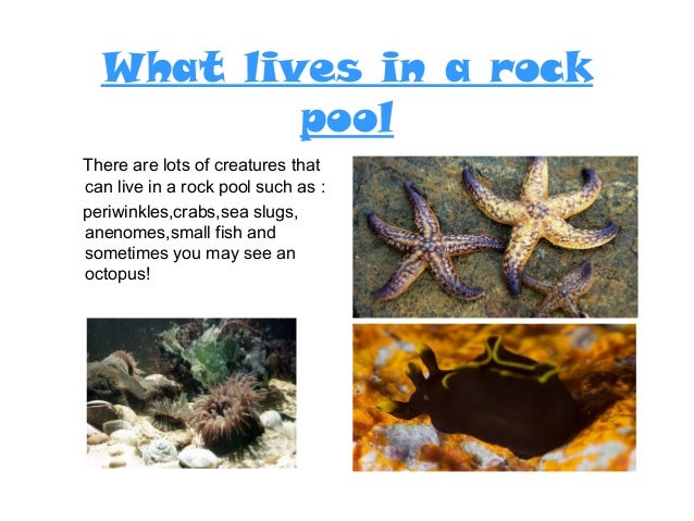 Rock pools