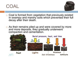 Peat Sedimentary Rock