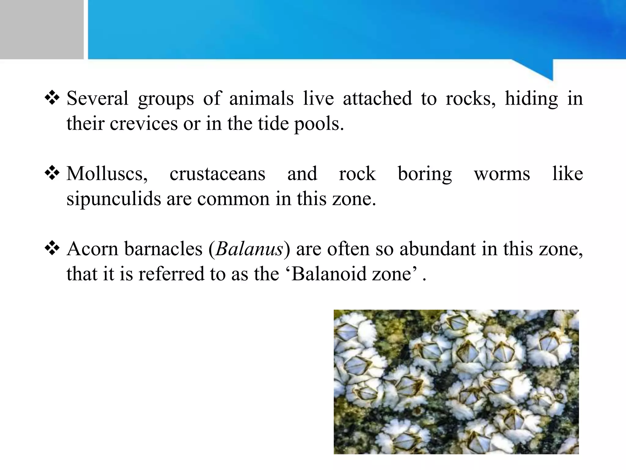 rocky and sandy shore pragati ppt.pptx