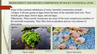 NSTU.. Rocky Intertial Communities.pptx | Zoos & Aquariums | Attractions