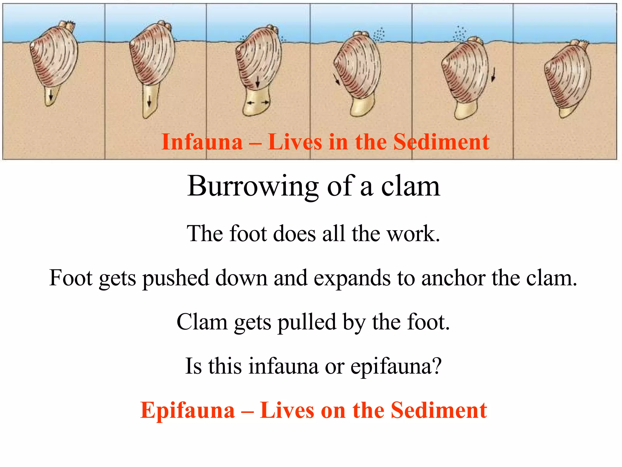 Rocky Shore Notes | PPT