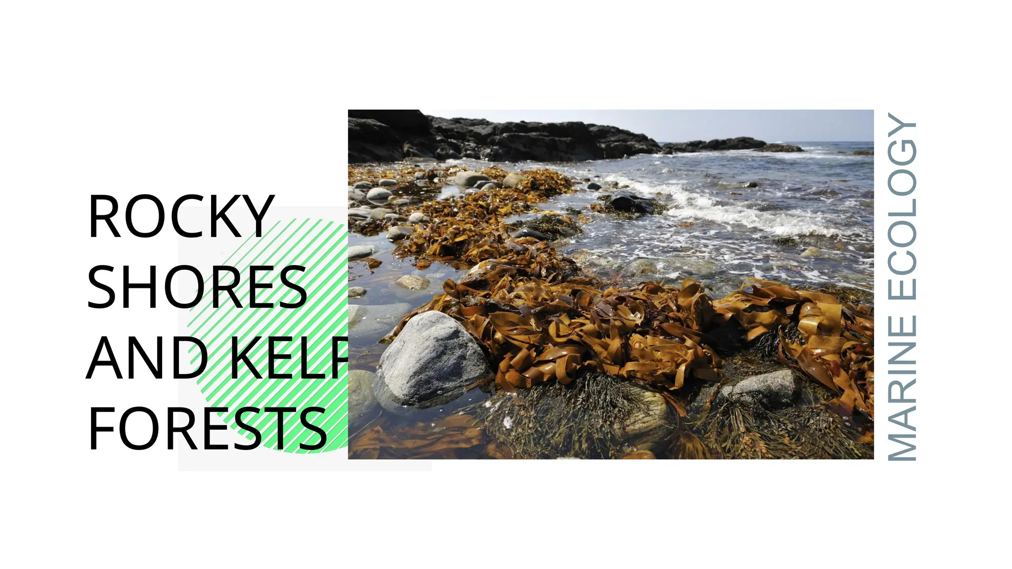 INTRODUCTION TO ROCKY SHORES AND KELP FORESTS | PPTX