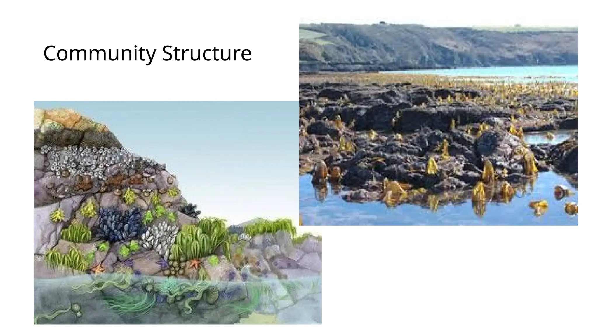 INTRODUCTION TO ROCKY SHORES AND KELP FORESTS | PPTX