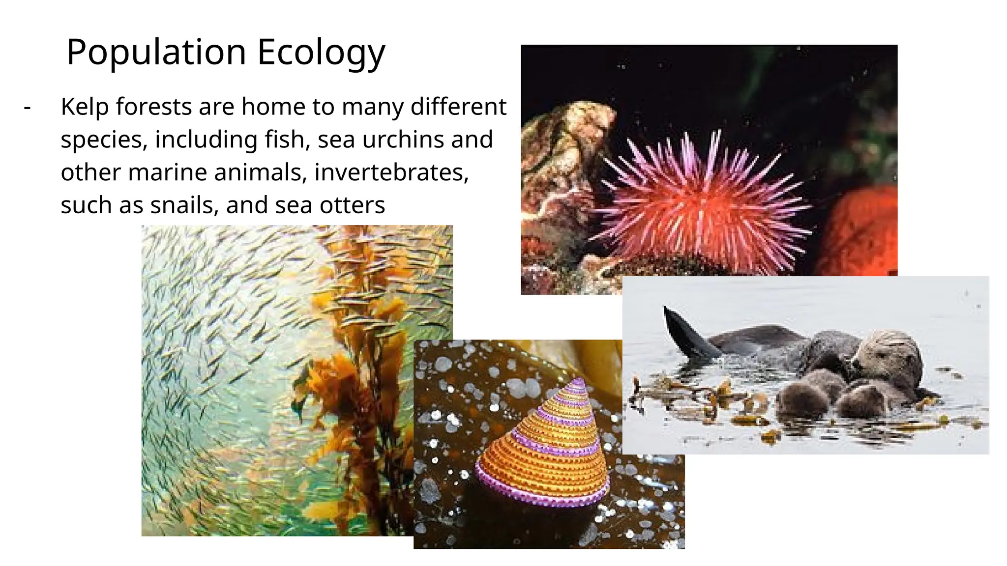 INTRODUCTION TO ROCKY SHORES AND KELP FORESTS | PPTX