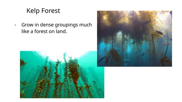 INTRODUCTION TO ROCKY SHORES AND KELP FORESTS | PPTX