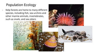 INTRODUCTION TO ROCKY SHORES AND KELP FORESTS | PPTX