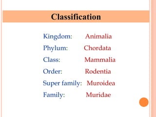 Rodents and their management | PPT | Chemistry | Science