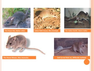 Rodents and their management | PPT | Chemistry | Science