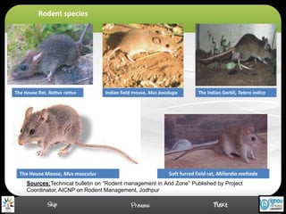 rodent (1).ppt