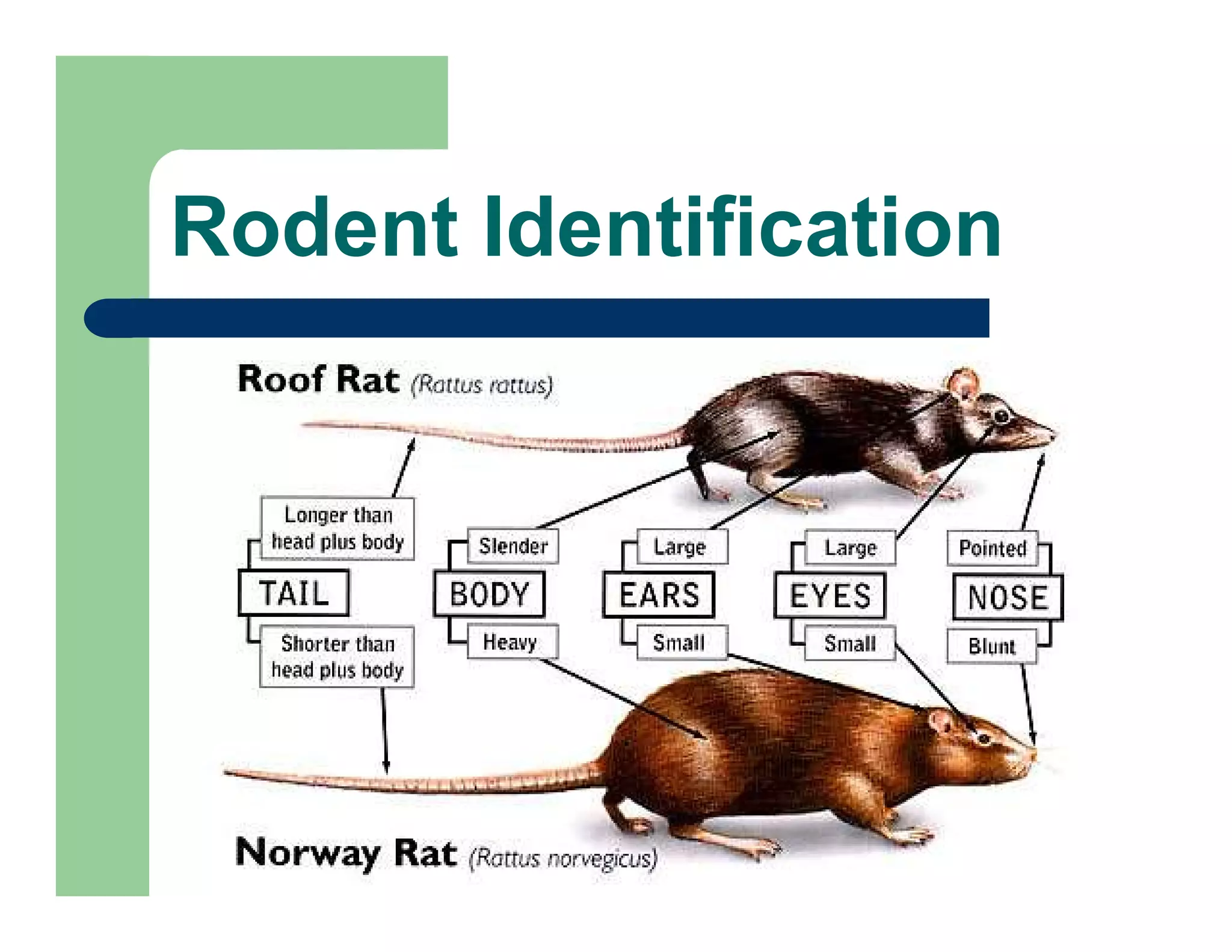 Mosquito and Rodent Control | PDF