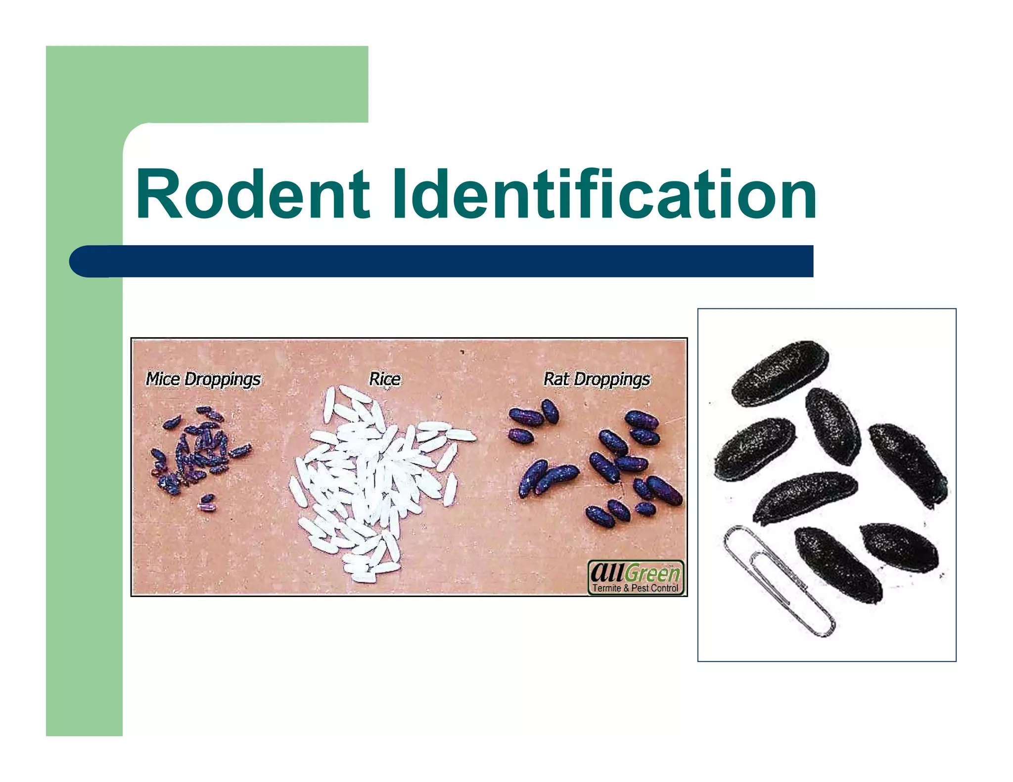 Mosquito and Rodent Control | PDF