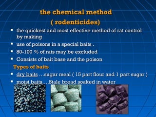 Rodent control 1 | PPT | Infectious Diseases | Diseases and Conditions