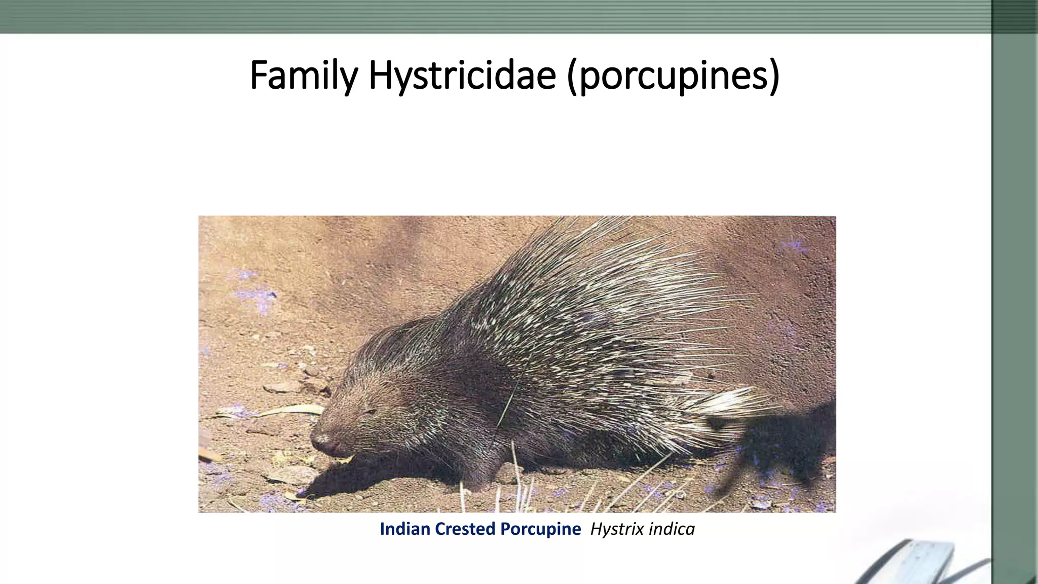 Order - Rodentia, wildlife | PDF