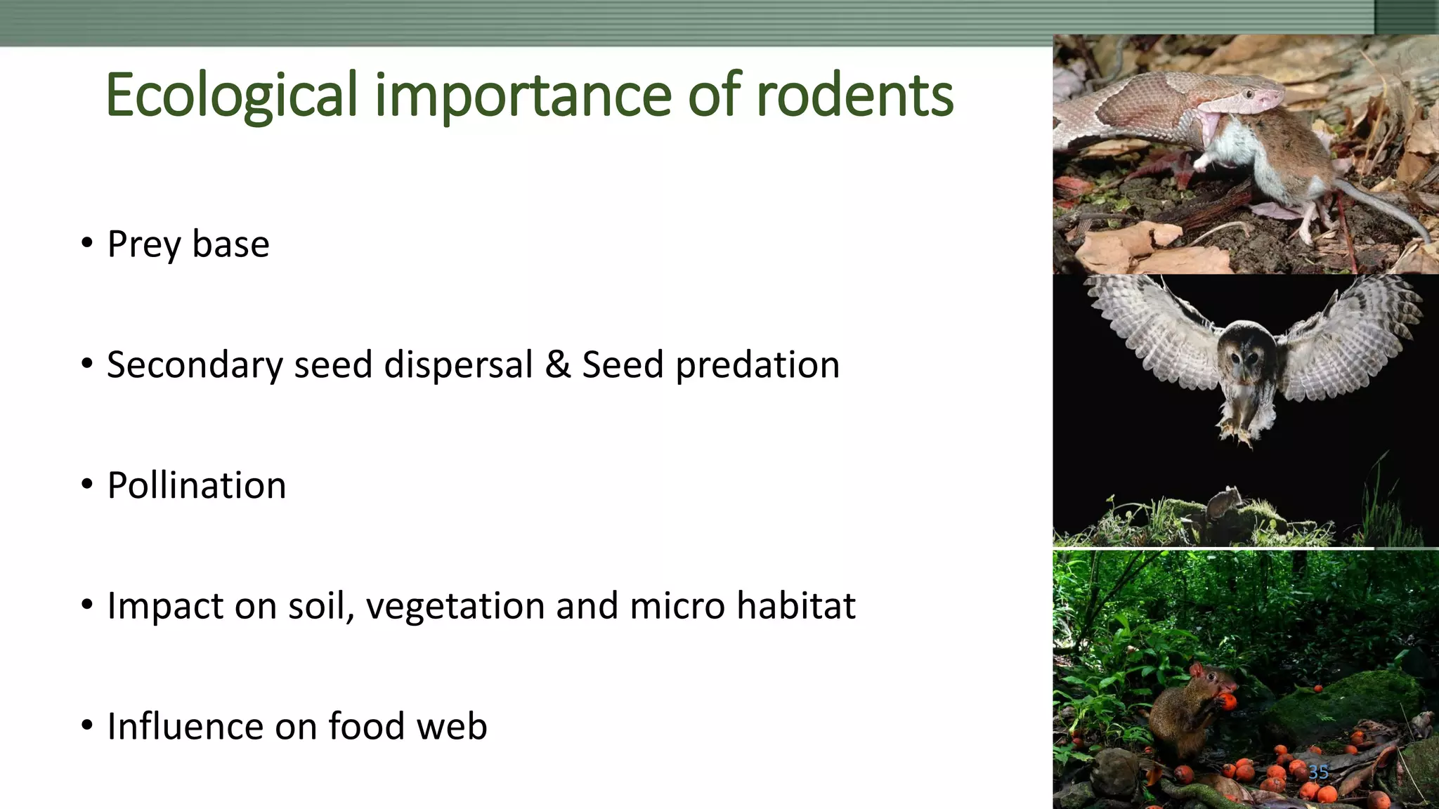 Order - Rodentia, wildlife | PDF