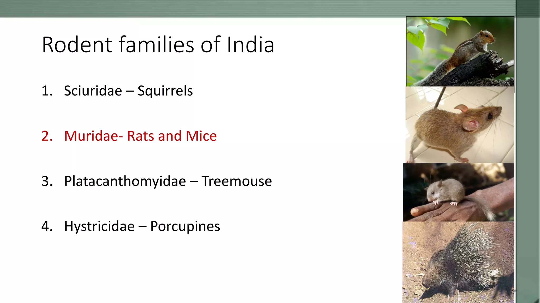 Order - Rodentia, wildlife | PDF