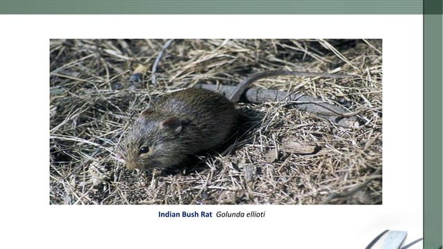 Order - Rodentia, wildlife | PDF