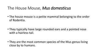 Rodent identification 2016 | PPT