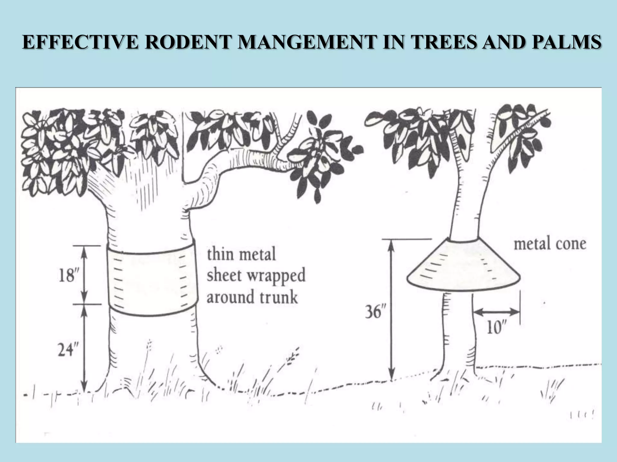 Rodent management | PPTX