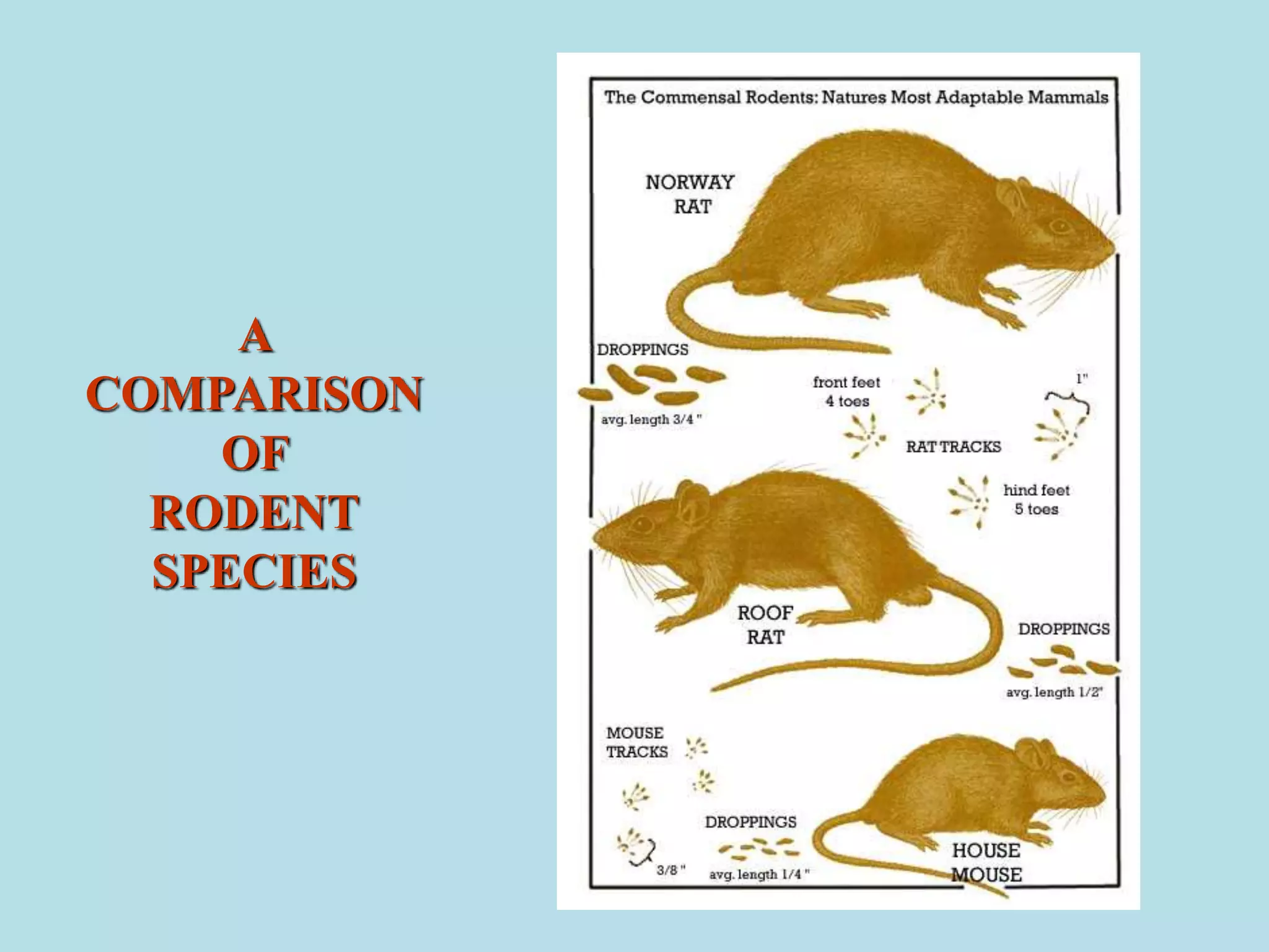 Rodent management | PPTX