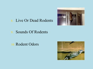 Rodent management | PPTX