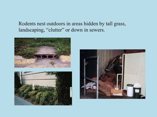 Rodent management | PPTX | Cats | Pets