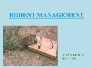 Rodent management | PPTX