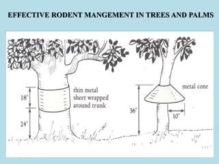 Rodent management | PPTX
