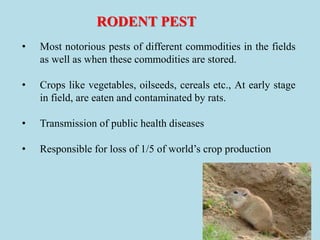 Rodent management | PPTX