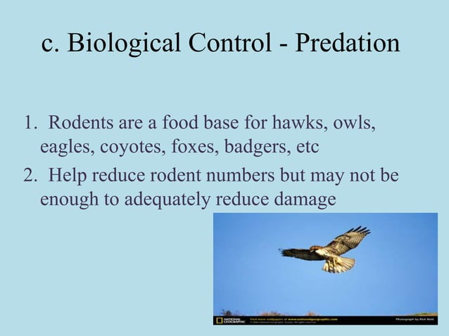 Rodent management | PPTX | Cats | Pets