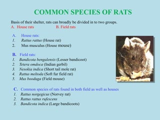 Rodent management | PPTX