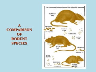 Rodent management | PPTX