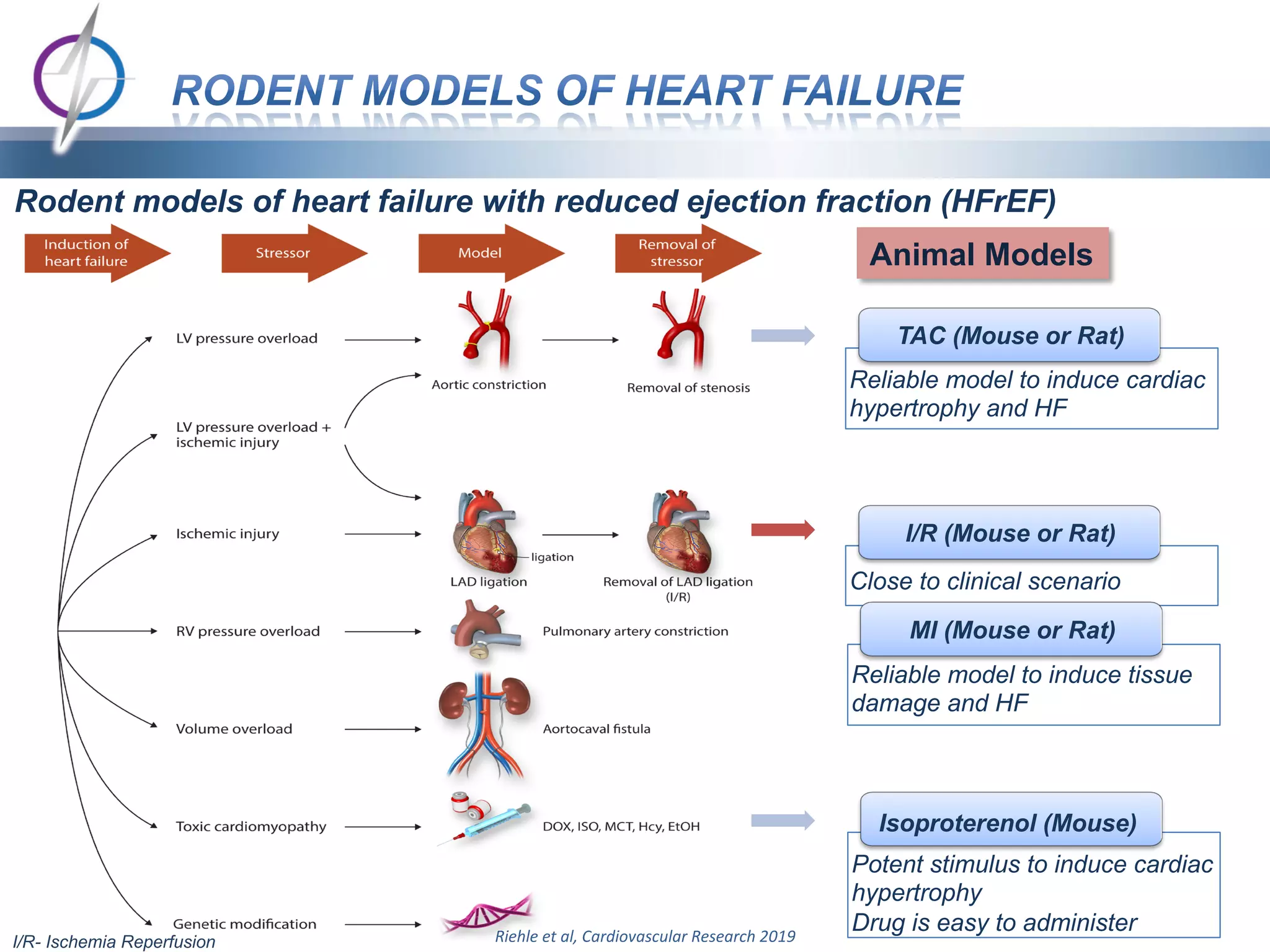 Rodent Models of Heart Failure and Cardiac Ischemic Injury | PDF
