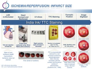 Rodent Models of Heart Failure and Cardiac Ischemic Injury | PDF ...