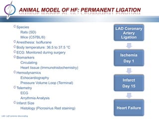 Rodent Models of Heart Failure and Cardiac Ischemic Injury | PDF ...