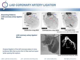 Rodent Models of Heart Failure and Cardiac Ischemic Injury | PDF