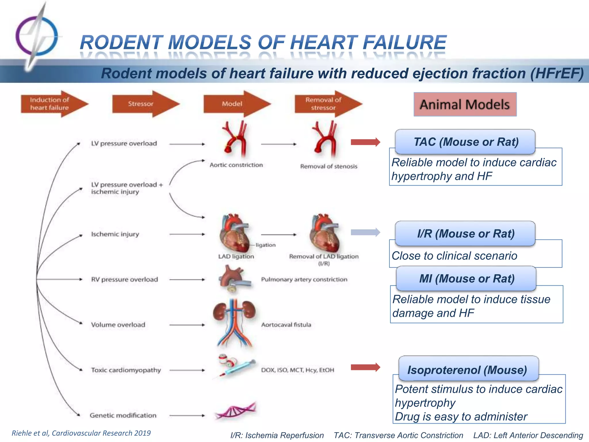 Nonclinical Models of Heart Failure - Cardiomyopathy and Pressure ...