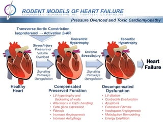 Nonclinical Models of Heart Failure - Cardiomyopathy and Pressure ...