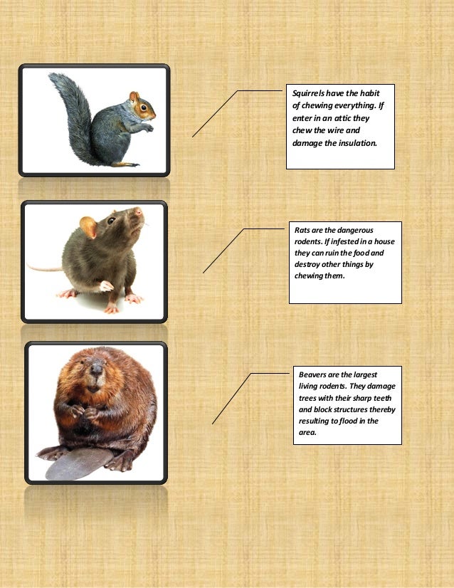 Types of Rodents