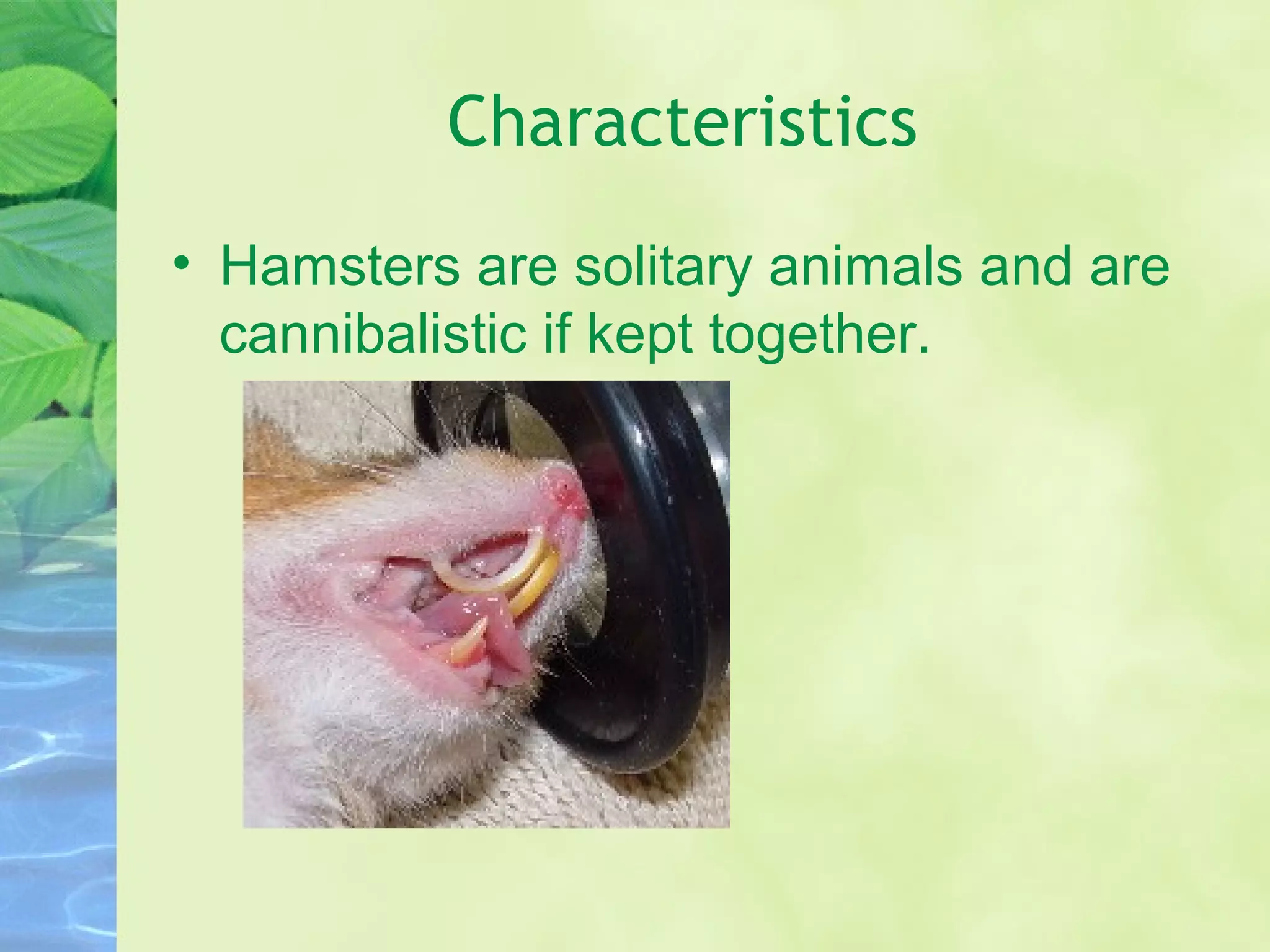 Rodents | PPT