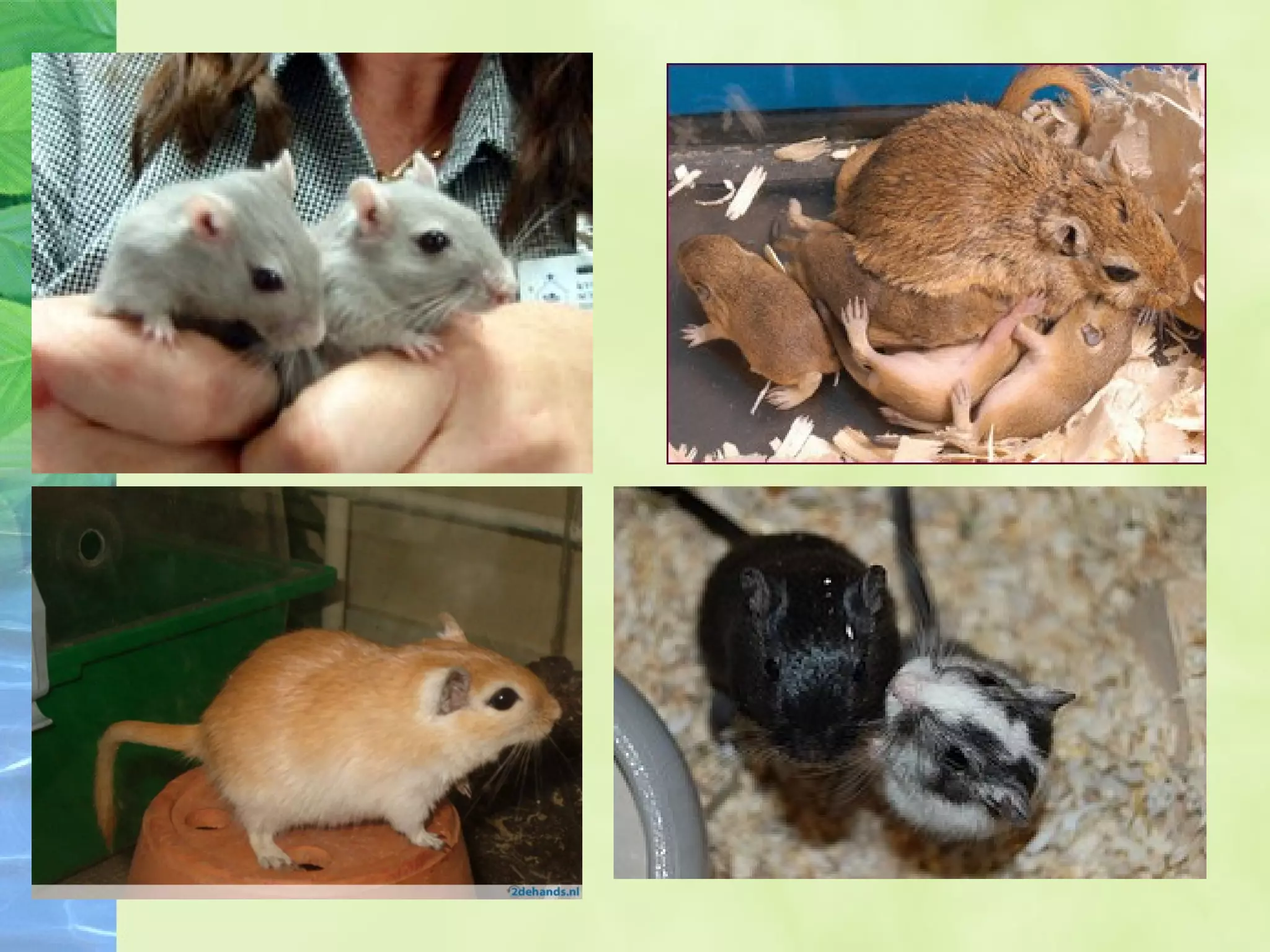 Rodents | PPT
