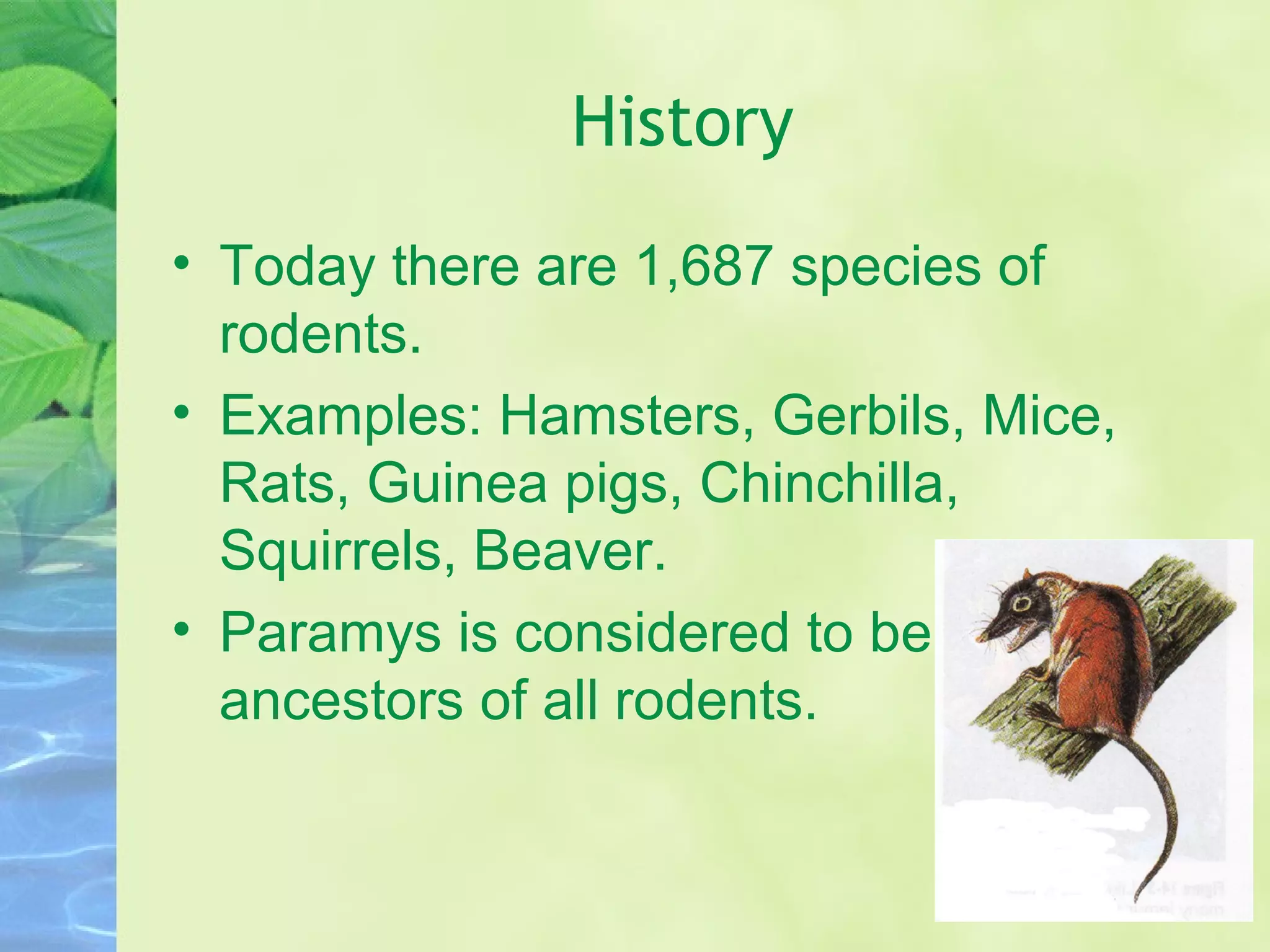 Rodents | PPT