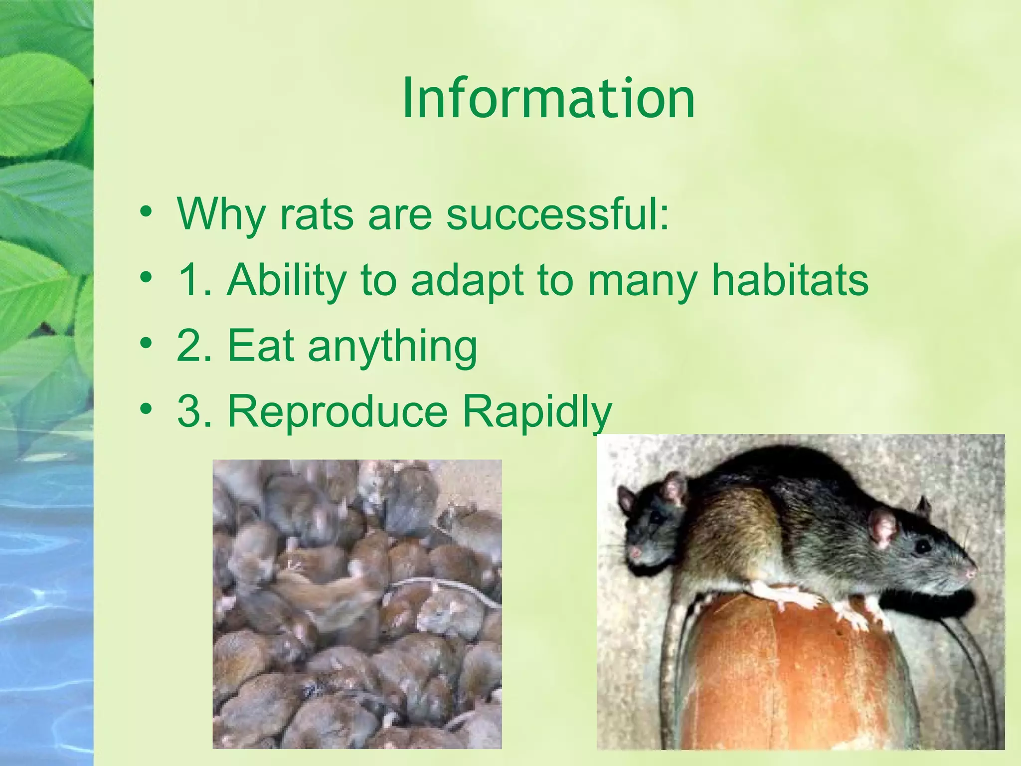 Rodents | PPT
