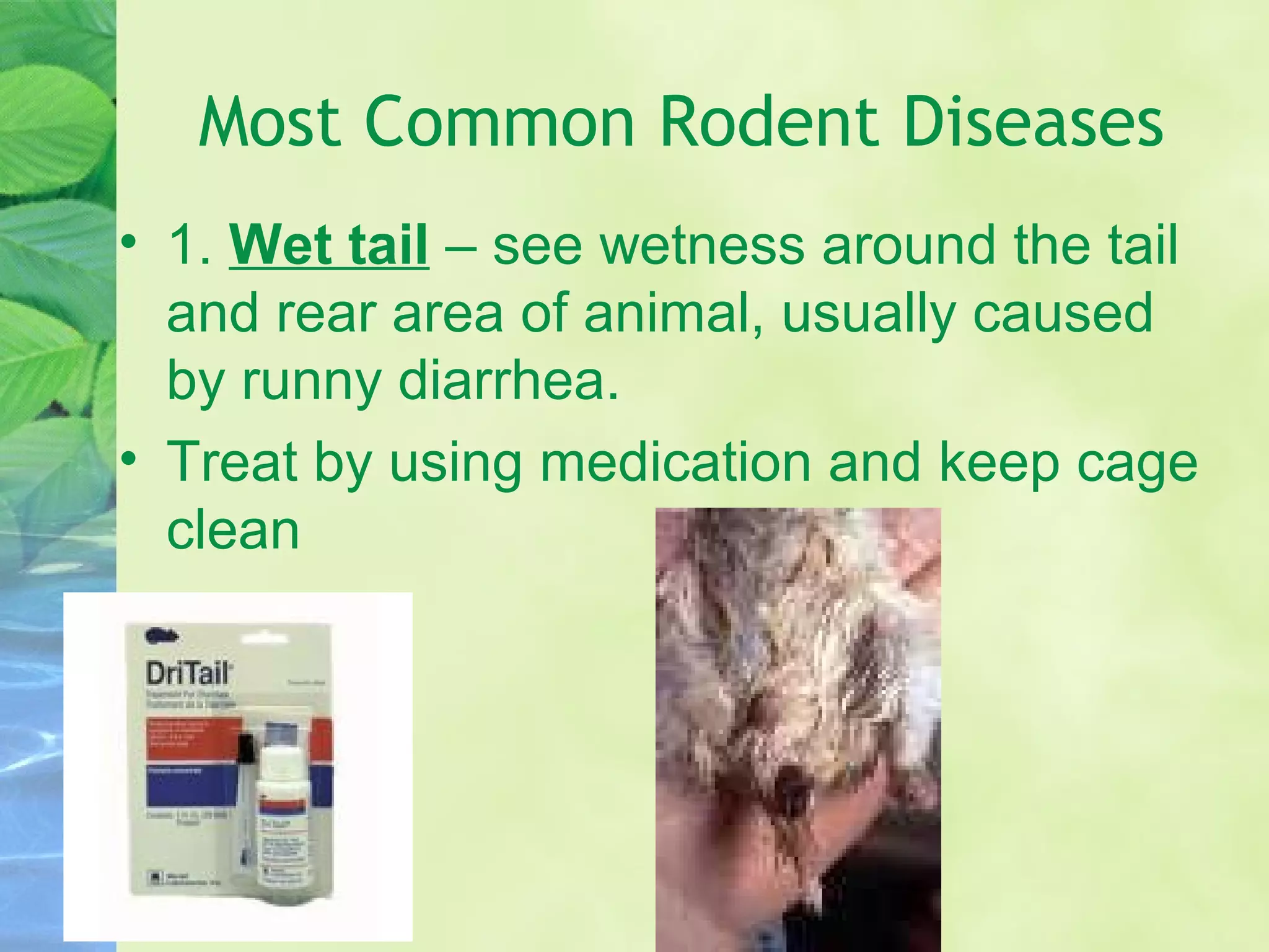 Rodents | PPT