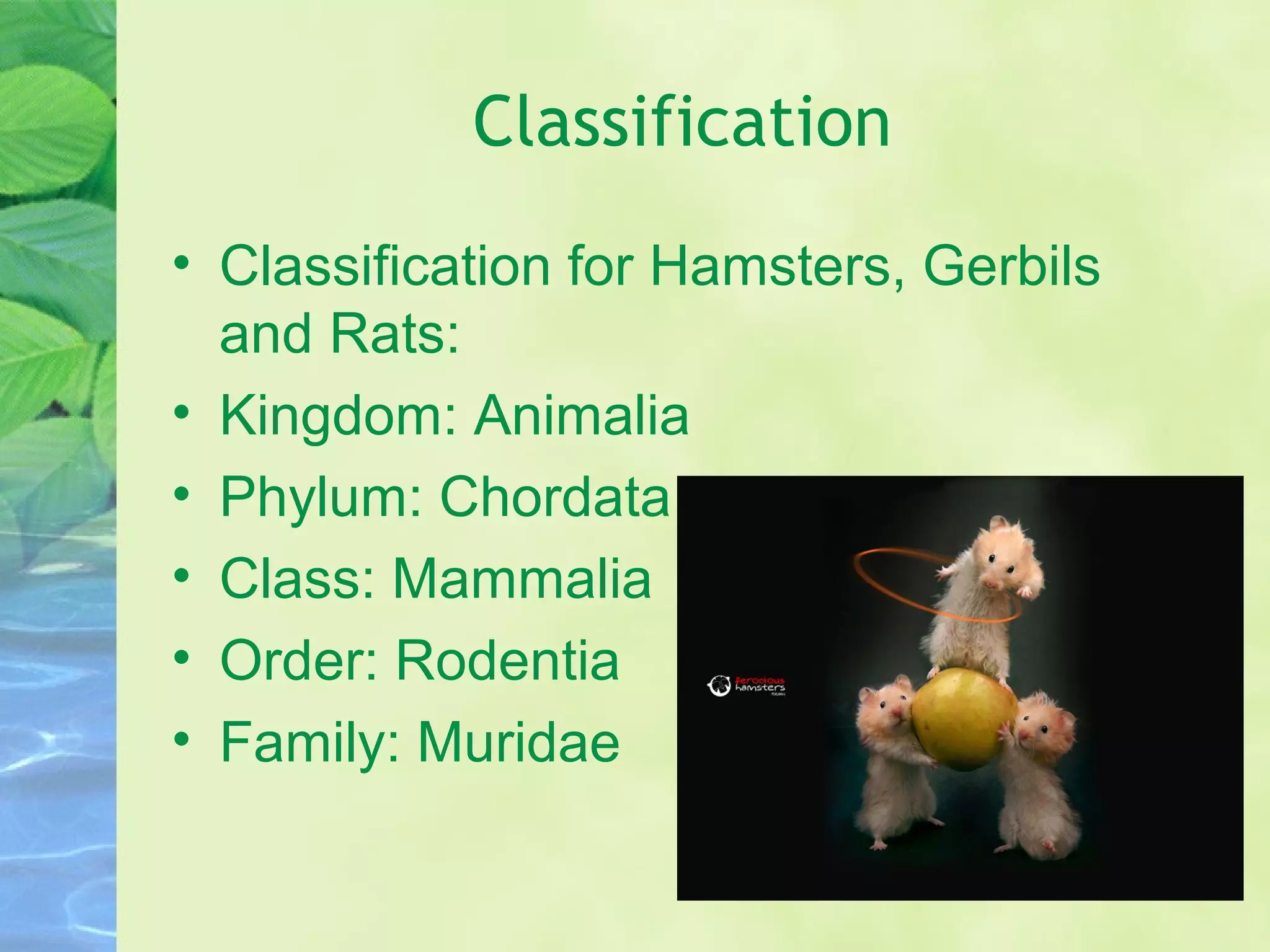 Rodents | PPT