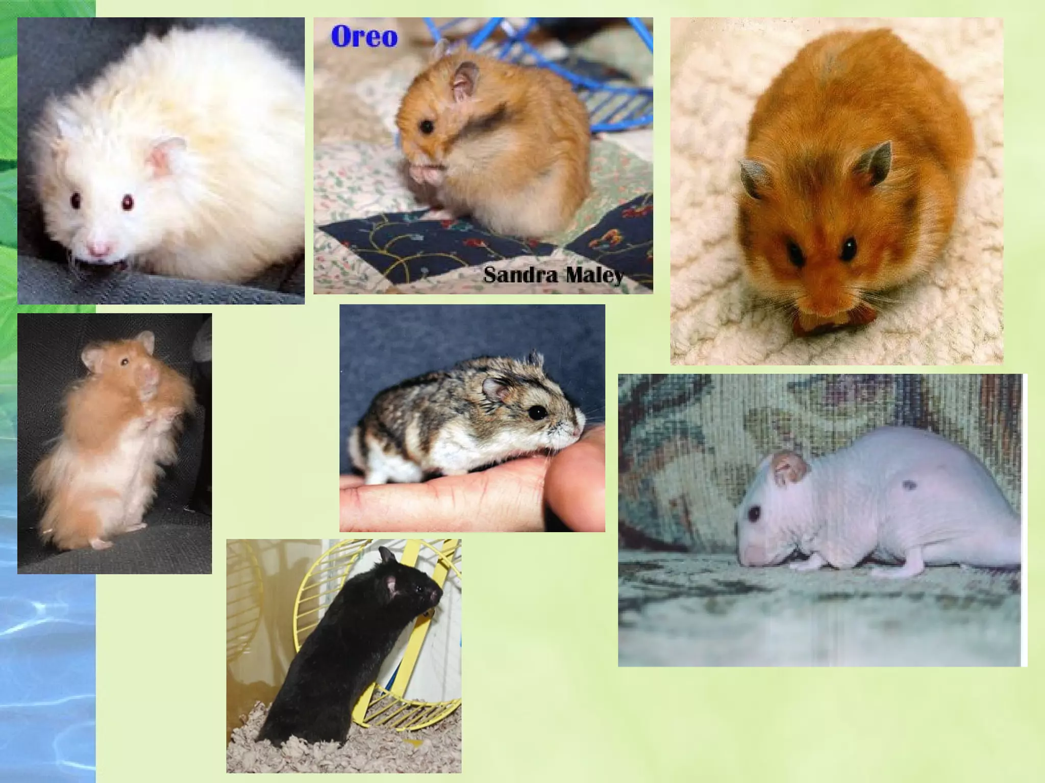 Rodents | PPT