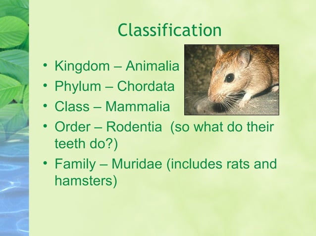Rodents | PPT