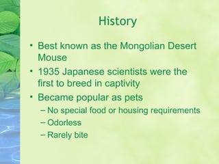 Rodents | PPT