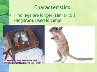Rodents | PPT